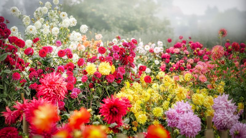 4K Flower Garden Wallpapers 30 